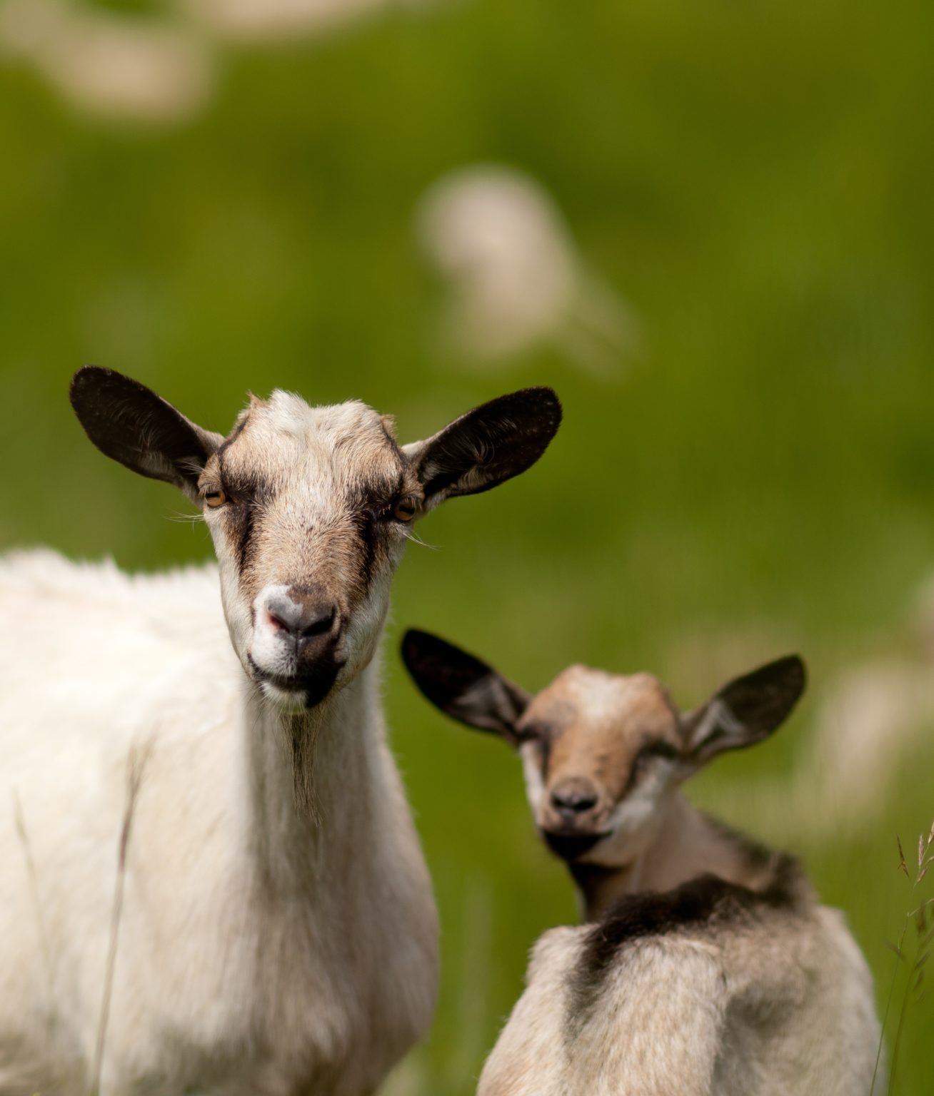 What is CAE in Goats? - Delta Livestock Diagnostics