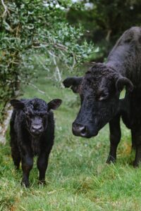 The Angus Revolution: From Scotland to the American West