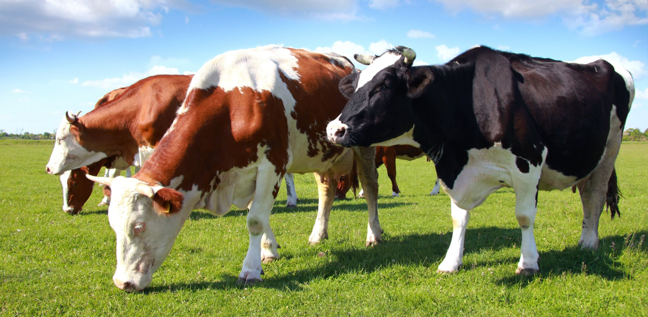 Cattle Testing Resources - Delta Livestock Diagnostics